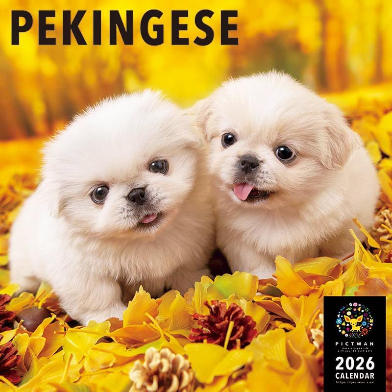 PICTWAN 2026 Calendar L Edition Pekingese — Japanese Book Store