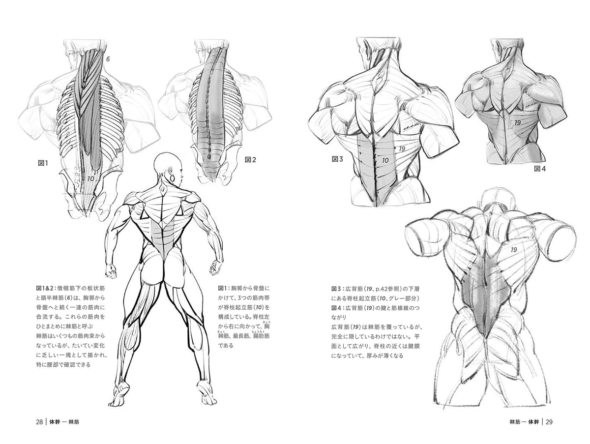 Draw the Ultimate Muscular Body Morpho Anatomy Drawing Mini Series ...
