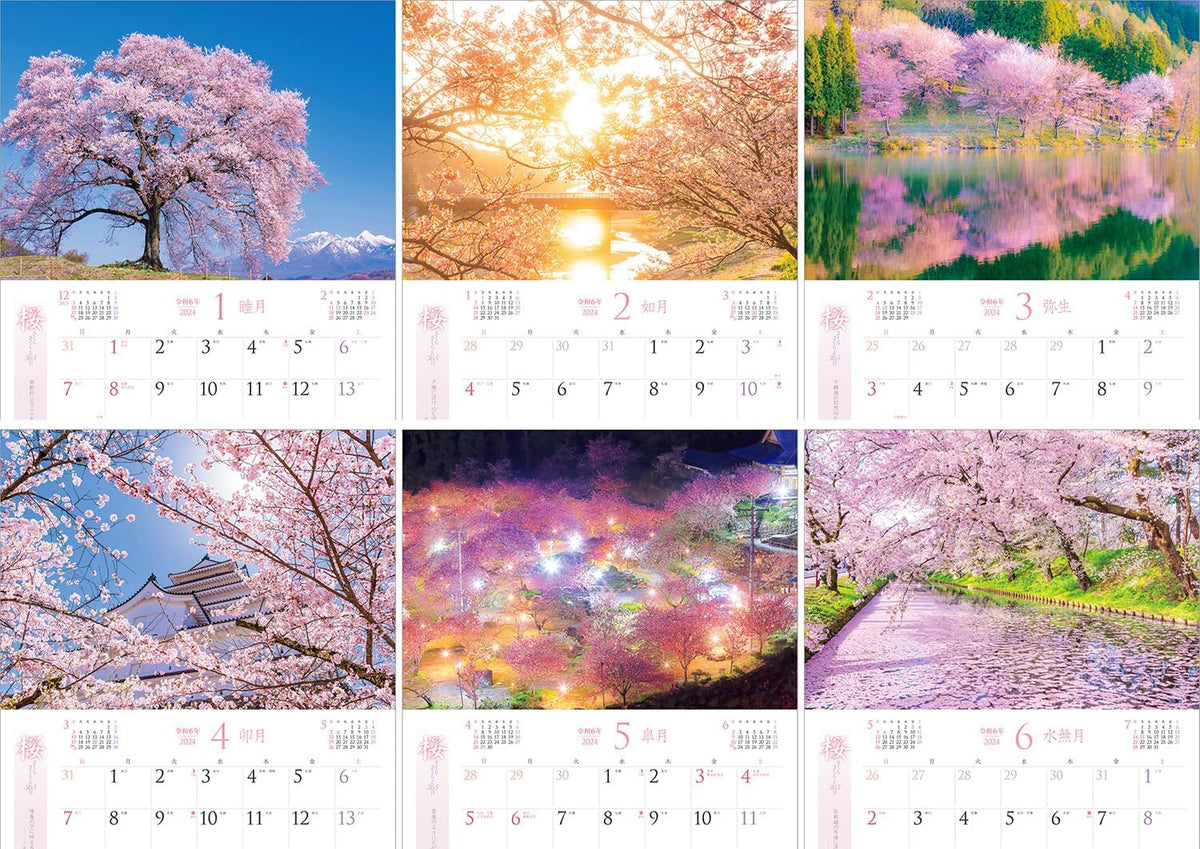 Shashin Koubou 'SAKURA Salura Sakura to 365 Days' 2024 Wall Calendar ...